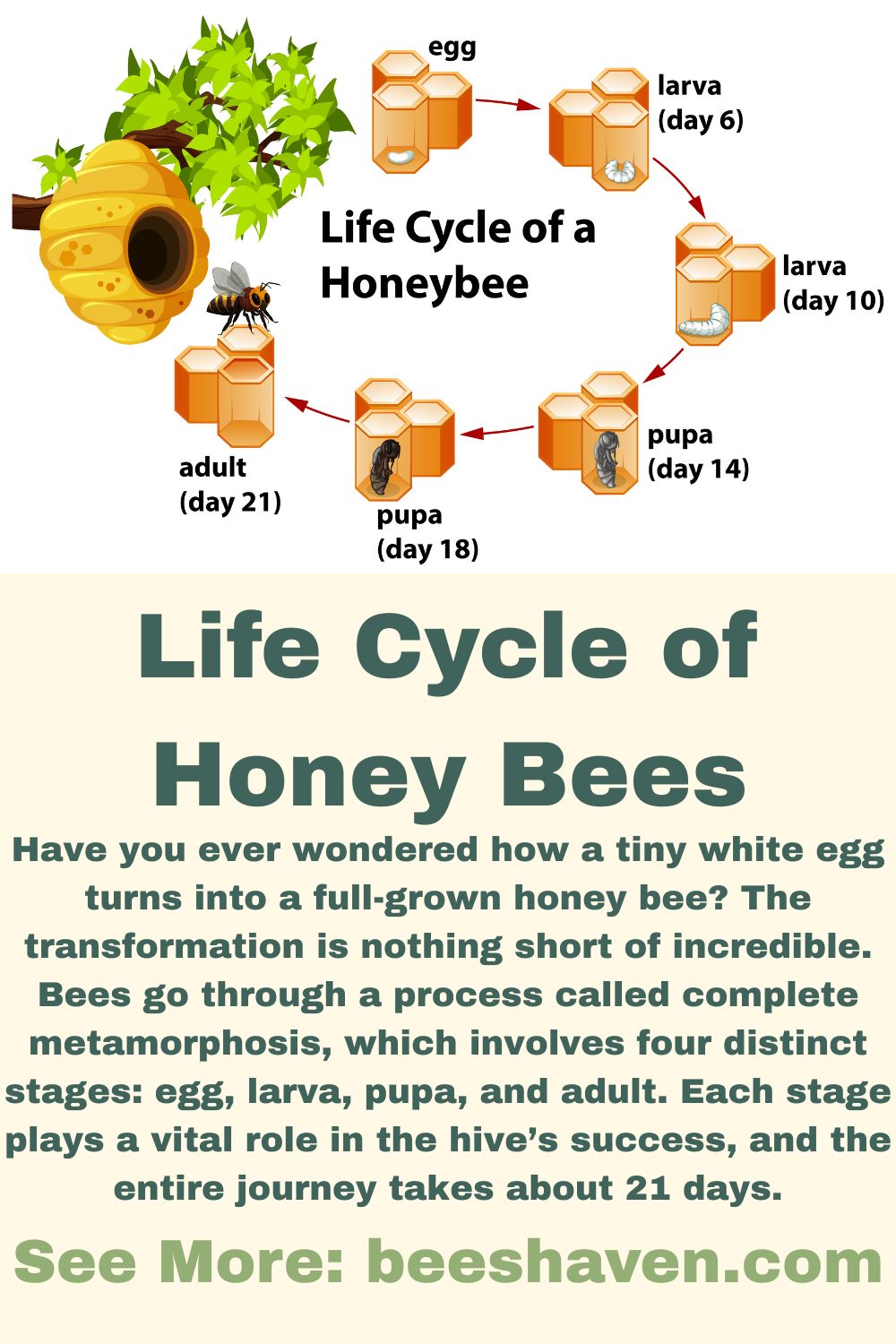 The Incredible Life Cycle of Honey Bees - Bees Haven